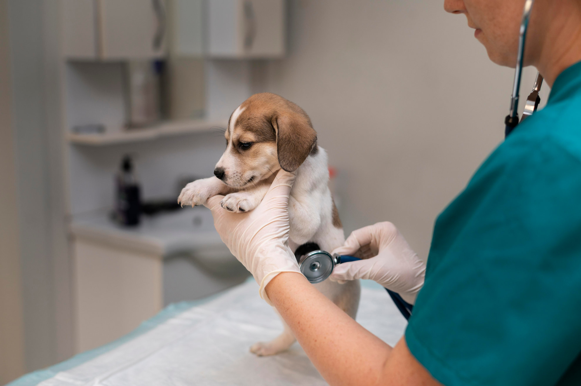 CloudVetX - Modern Veterinary Practice Management Made Simple